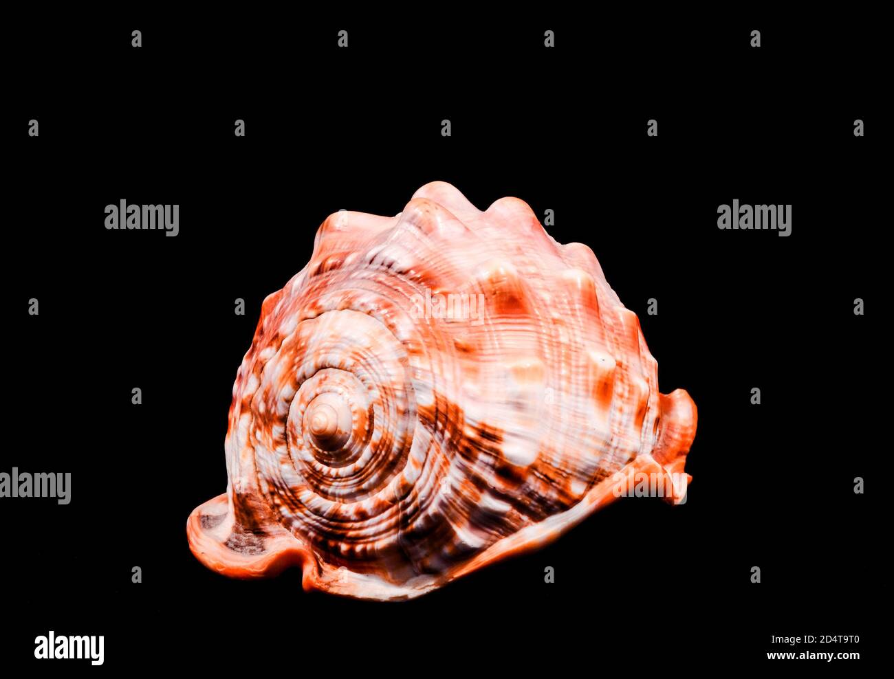 Orange Conch Sea Shell Stock Photo - Alamy