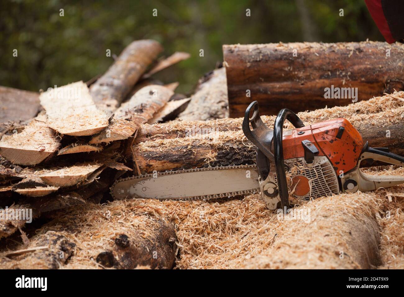A lumberjack chainsaw inside an Italian forest Stock Photo - Alamy