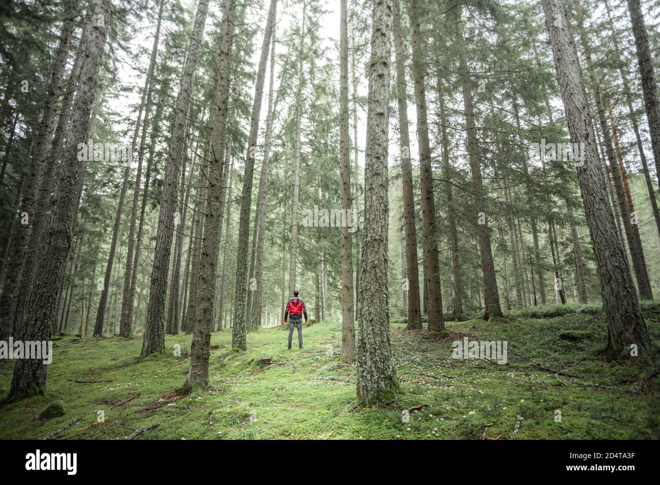 a man walking alone inside a forest in a cloudy day Stock Photo - Alamy