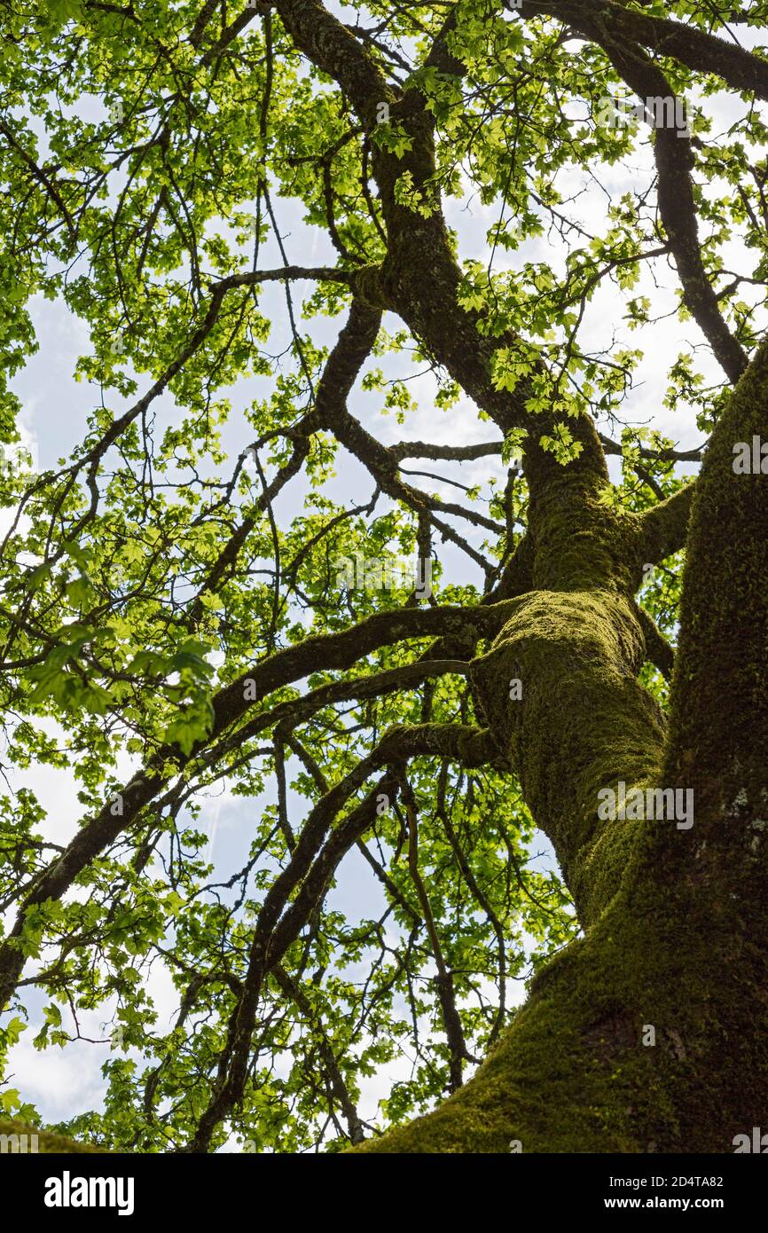 Ast baum hi-res stock photography and images - Alamy