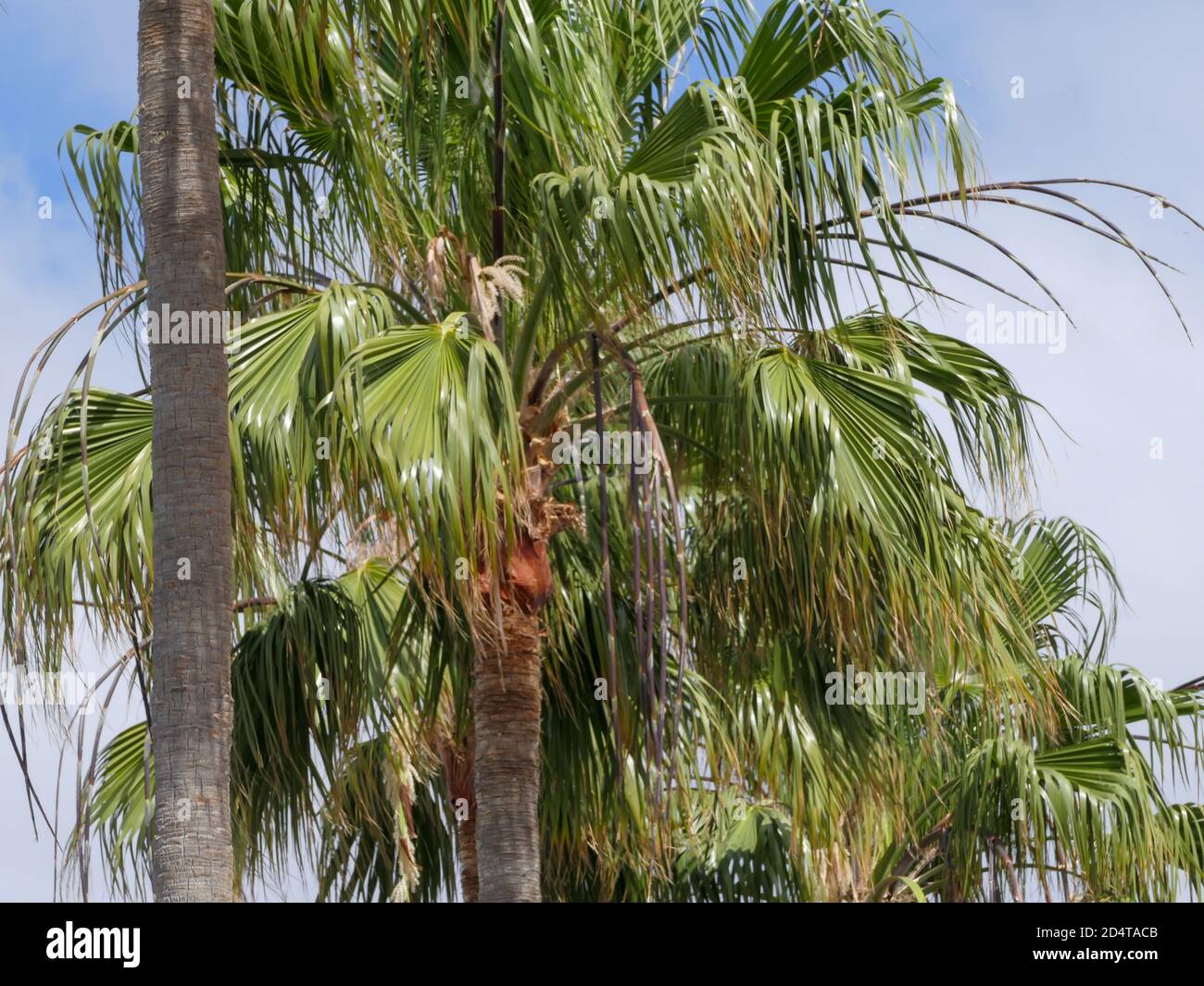 Green Palm Canarian Tree Stock Photo - Alamy