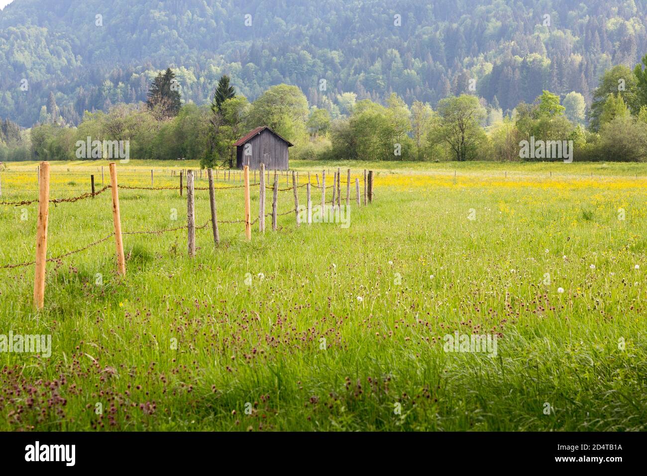 Allgäu, Oberstdorf, blühende Wiesen, Zaun, Scheune Stock Photo - Alamy