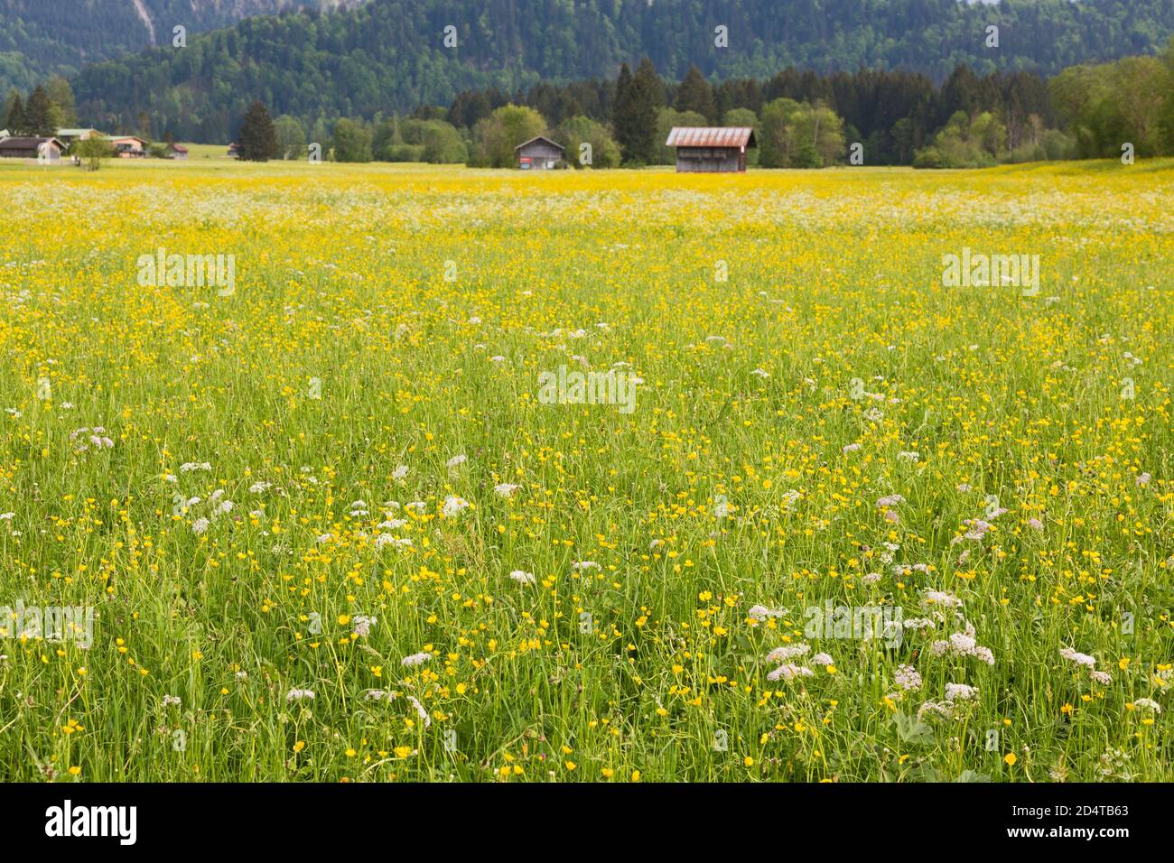 Blumenwiese blumen hi-res stock photography and images - Alamy