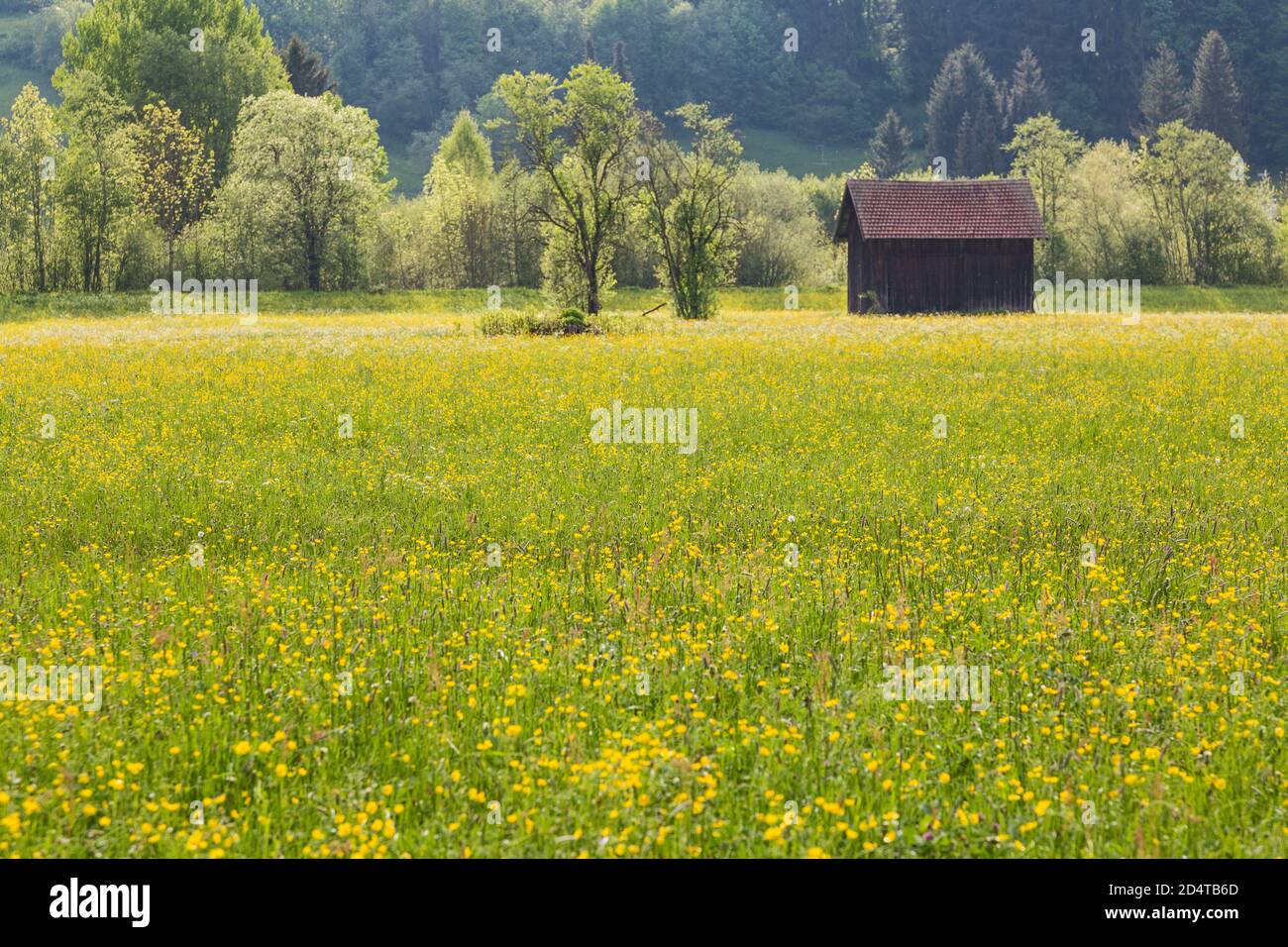 Blumen wiesen hi-res stock photography and images - Alamy
