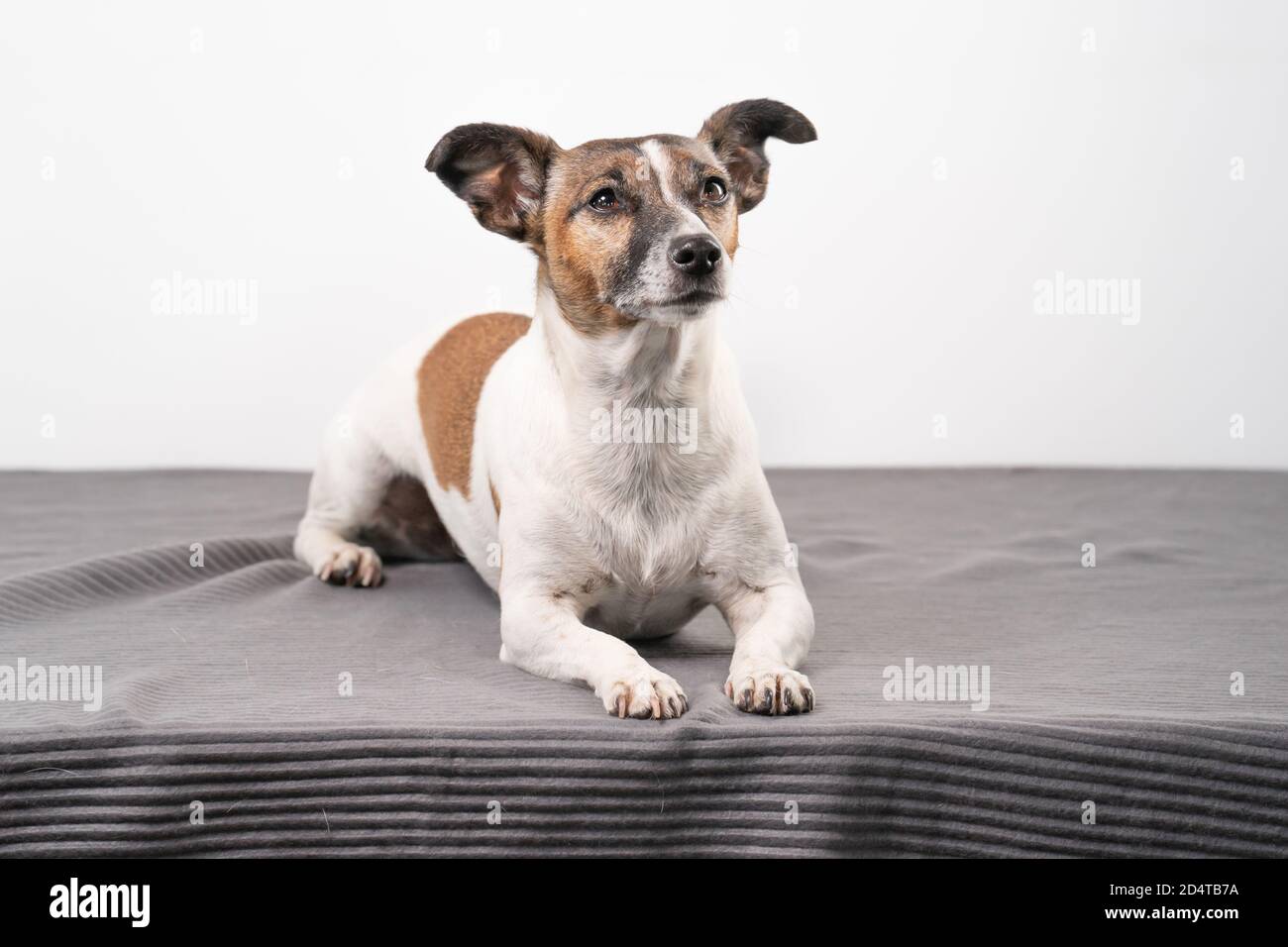 Brown, black and white older Jack Russell Terrier lies on a chair ...