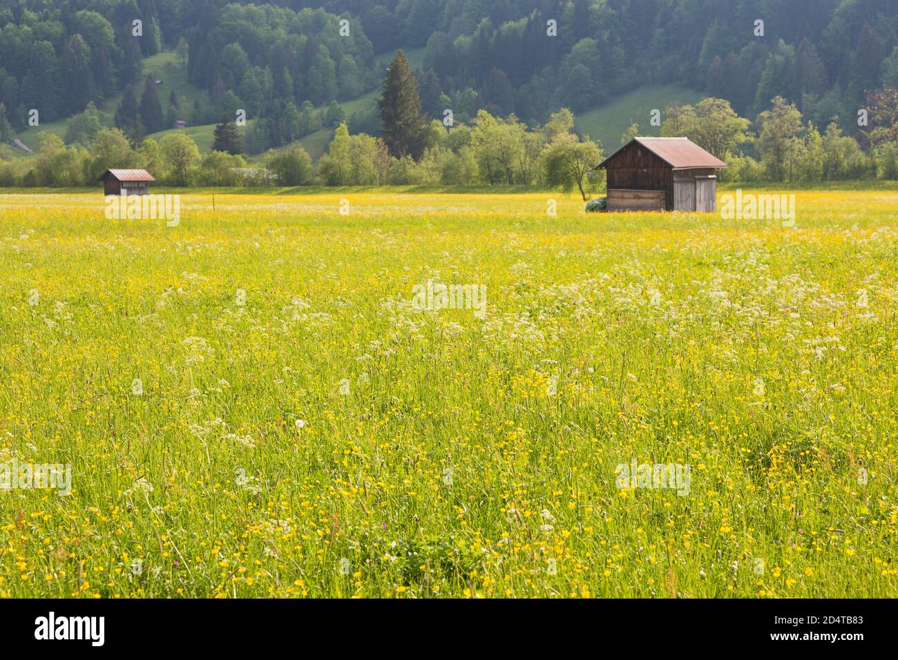 Allgäu, Oberstdorf, blühende Wiesen, Wald, Scheune Stock Photo - Alamy