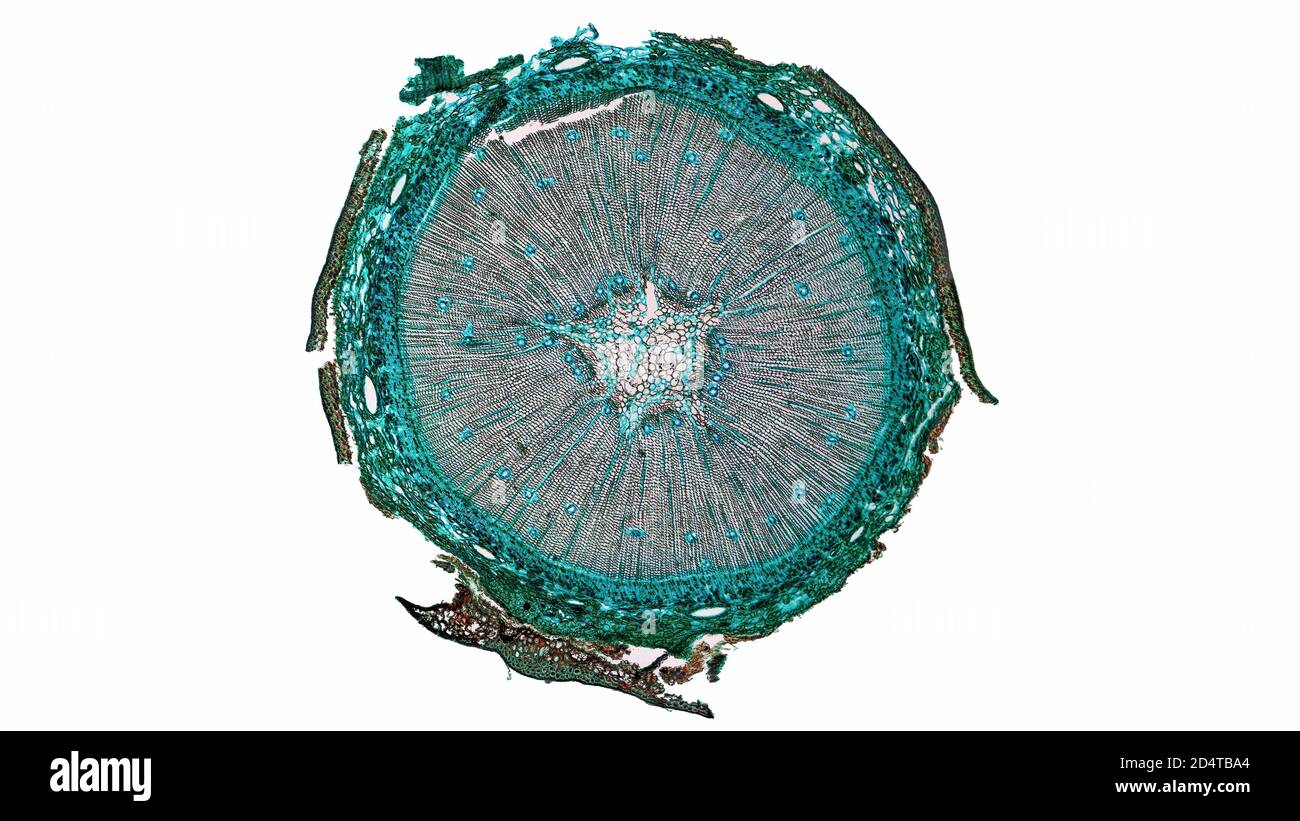 Cross section tree cell hi-res stock photography and images - Alamy