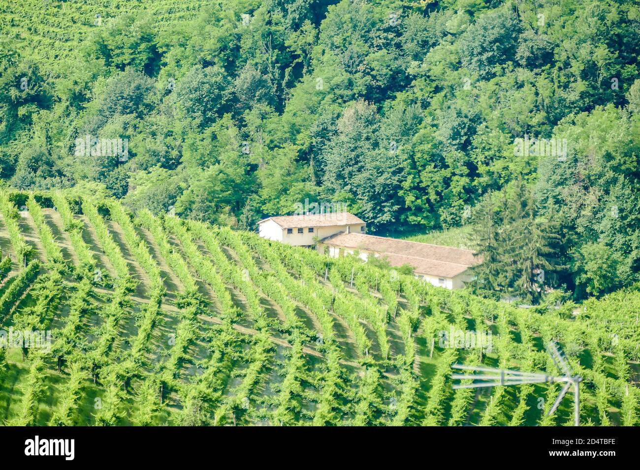 Prosecco White Wine Vineyards , in Prosecco Valley, Vadobbiadene ...