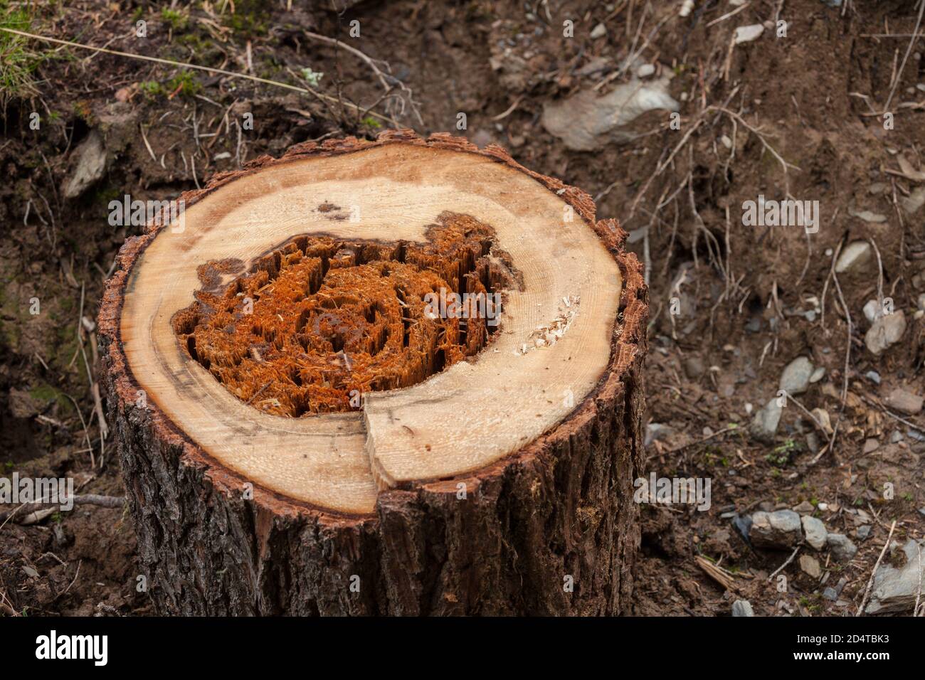 cut pine tree inside an Italian forest. Cross section of a young pine ...
