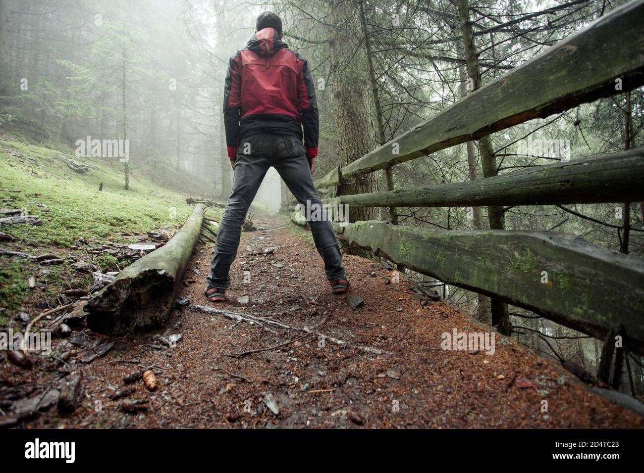 a man walking alone inside a forest in a foggy day Stock Photo - Alamy