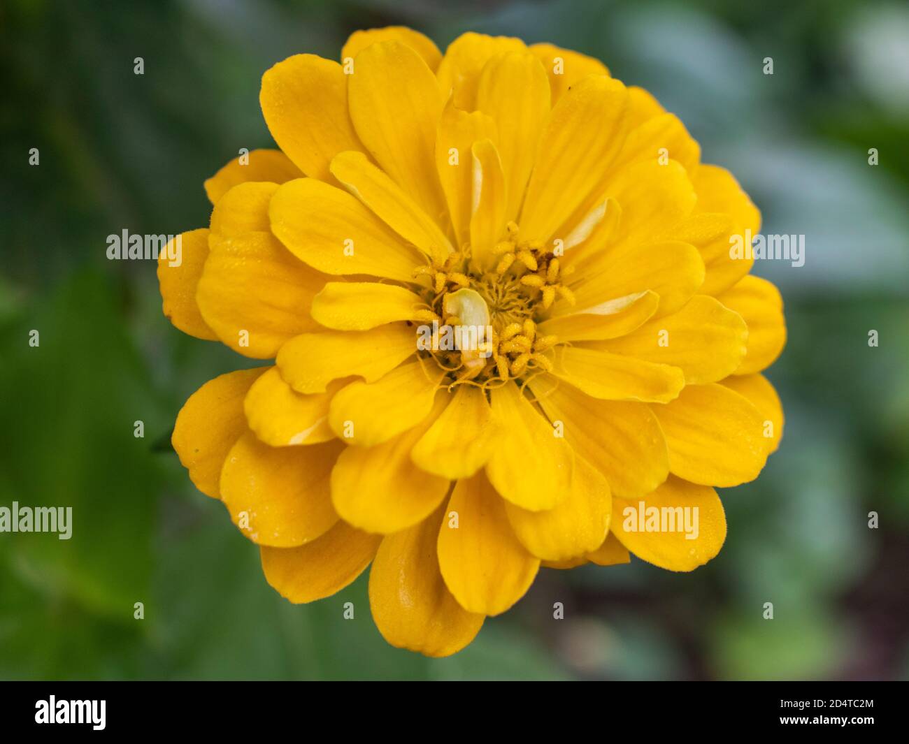 Yellow Zinnia Meaning