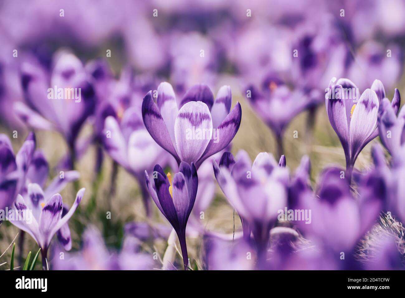 Beautiful violet crocus flowers growing in the grass, the first sign of ...