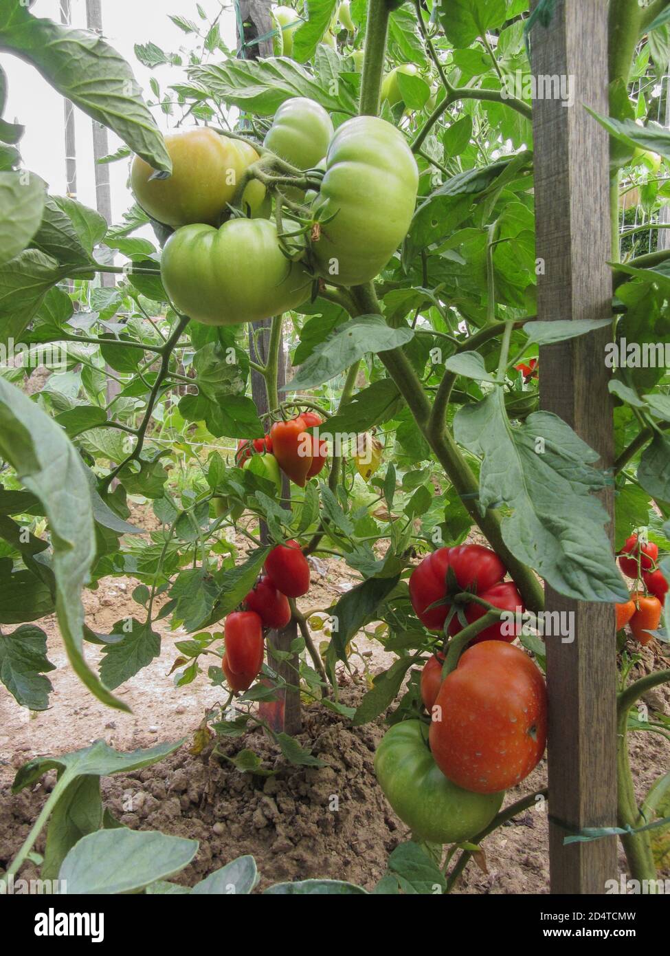 red tomato plants in a home made vegetable garden Stock Photo - Alamy