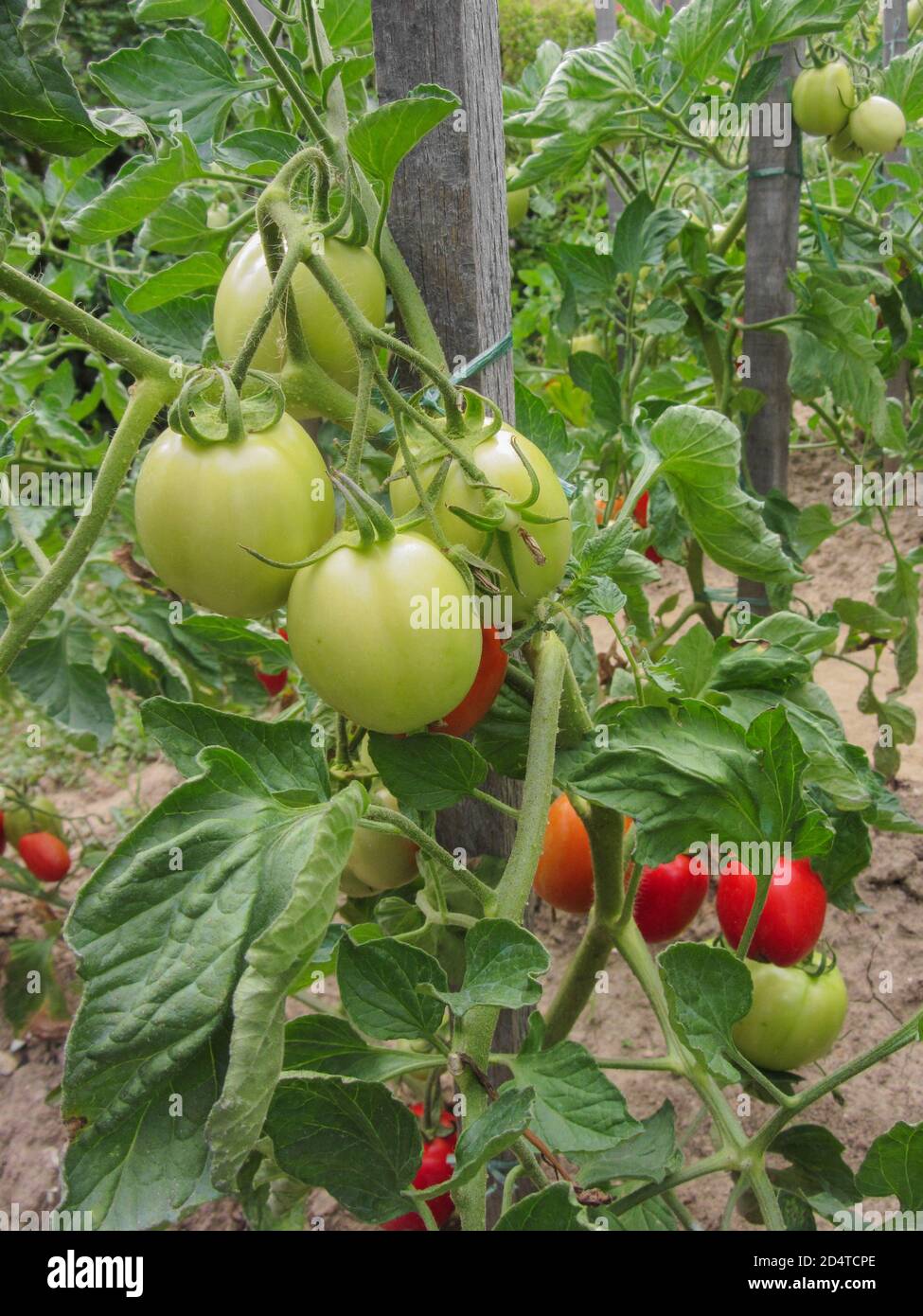 red tomato plants in a home made vegetable garden Stock Photo - Alamy