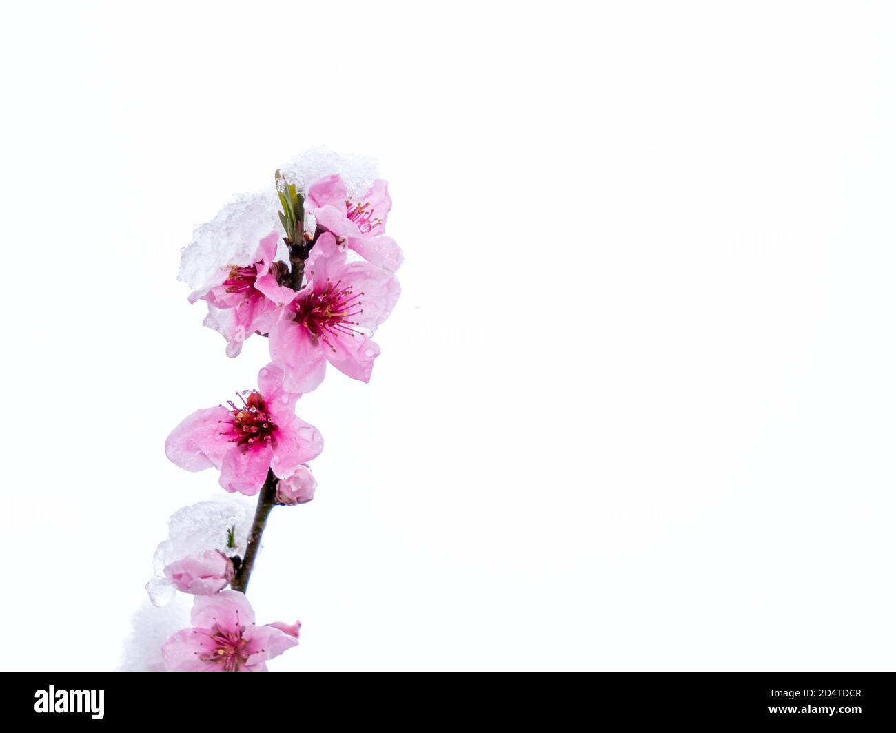 Peach flowers in bloom in the Japanese spring after a sudden and rare ...