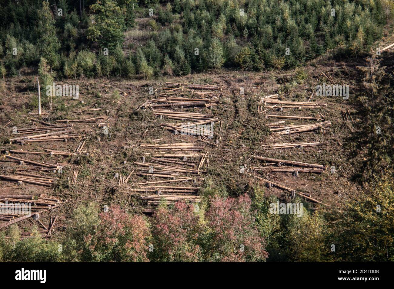 Logging work in the autumn coniferous forest Stock Photo - Alamy