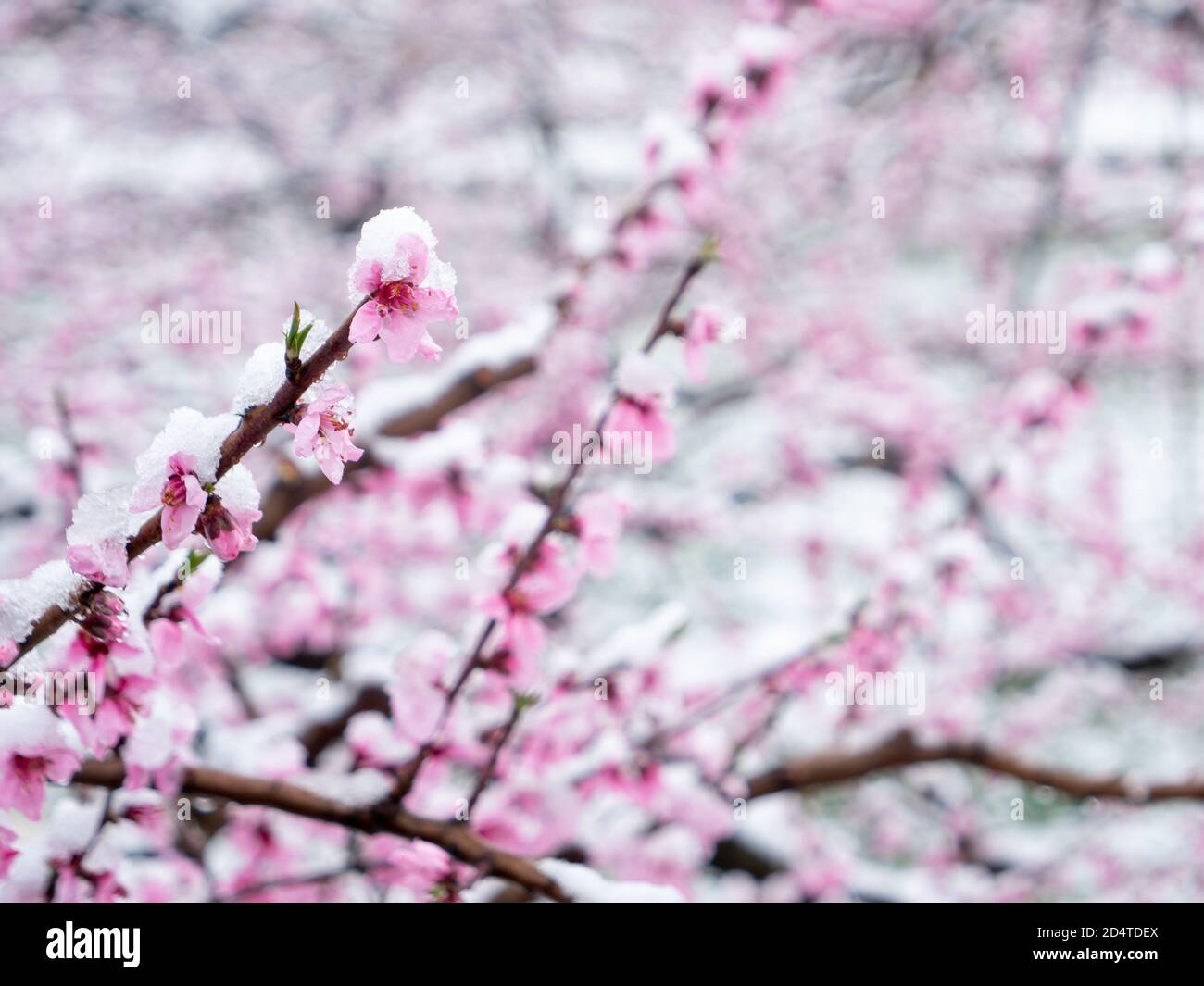 Peach flowers in bloom in the Japanese spring after a sudden and rare ...