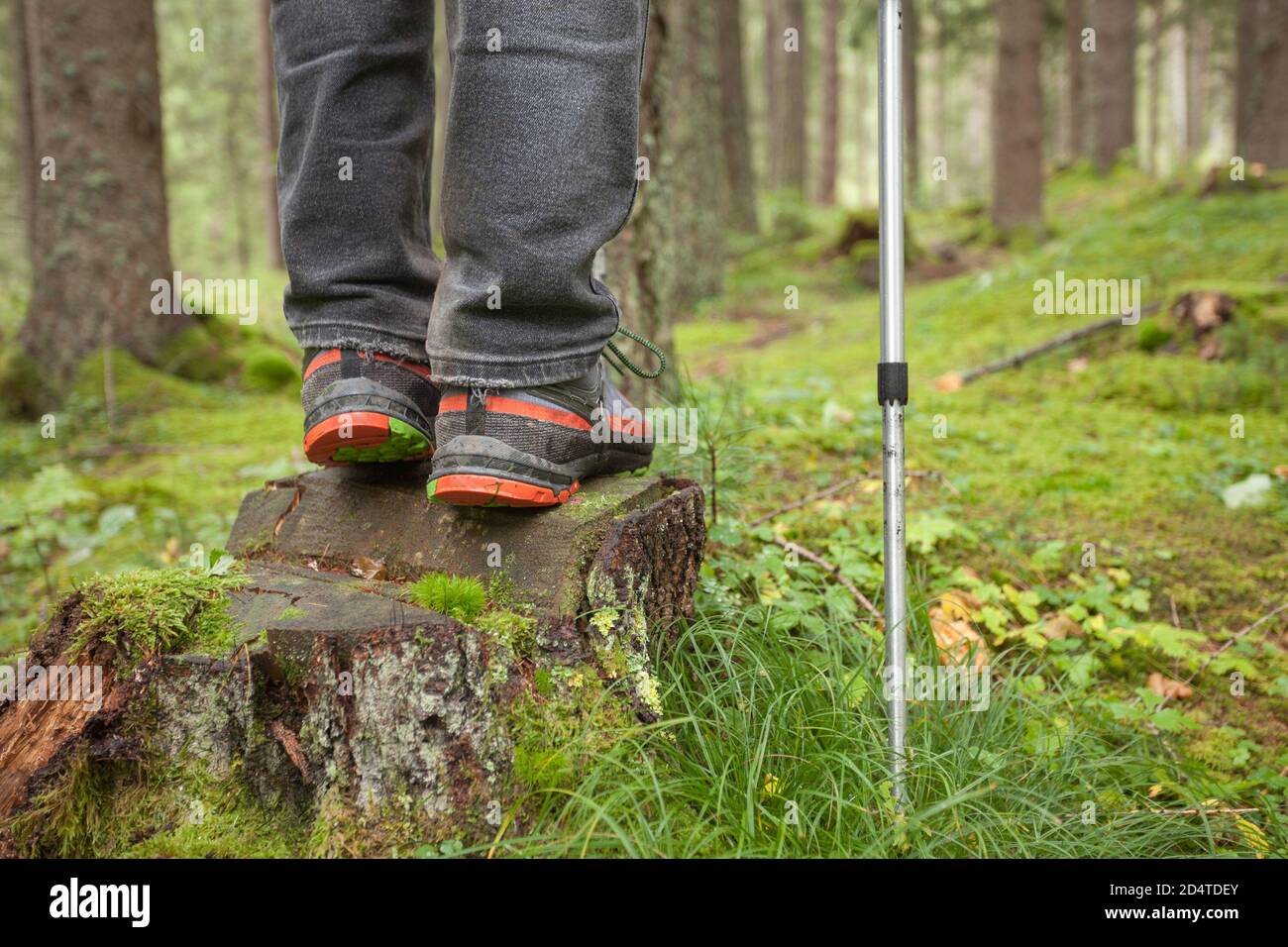 walking in the woods out of path Stock Photo - Alamy