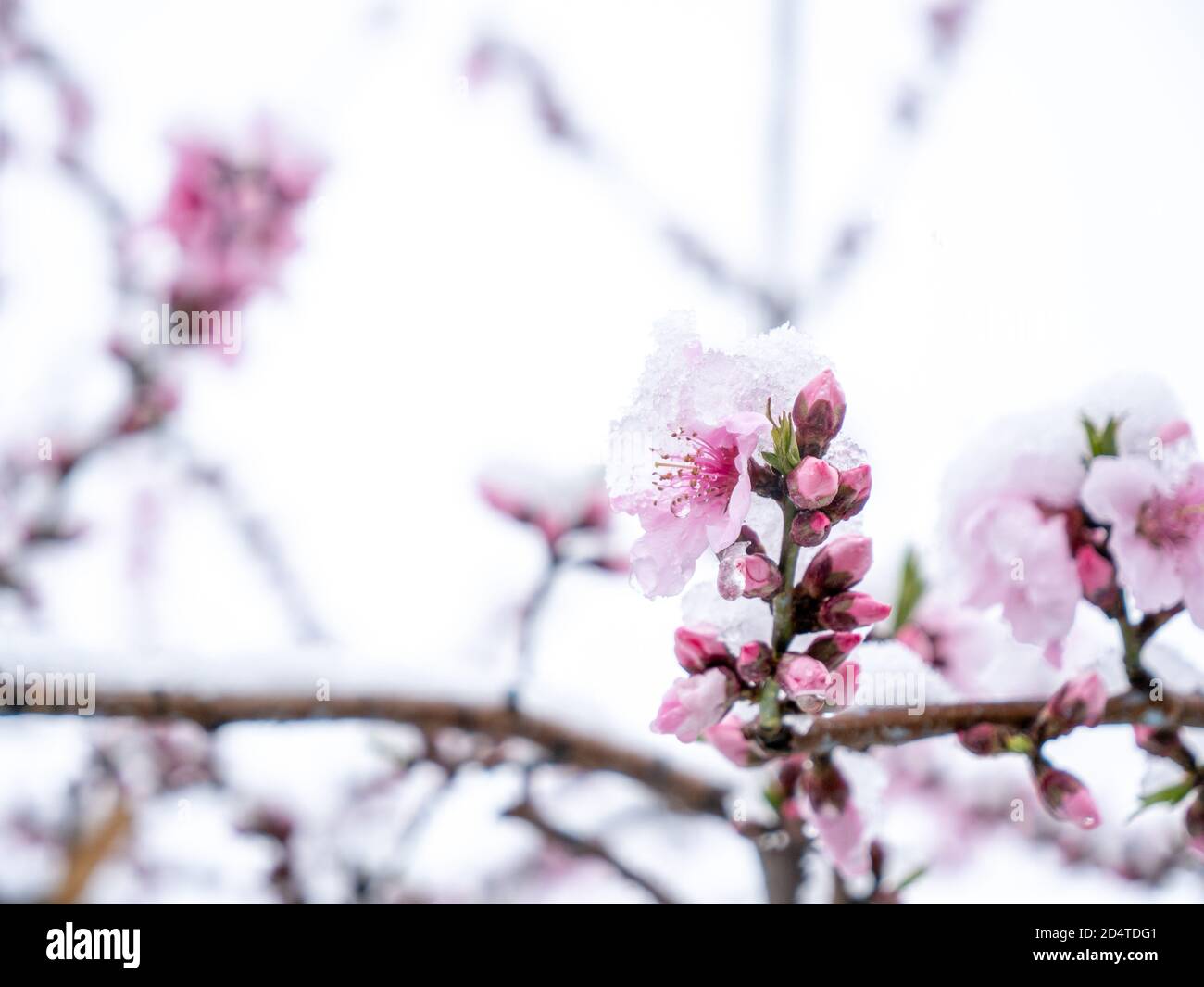 Peach flowers in bloom in the Japanese spring after a sudden and rare ...