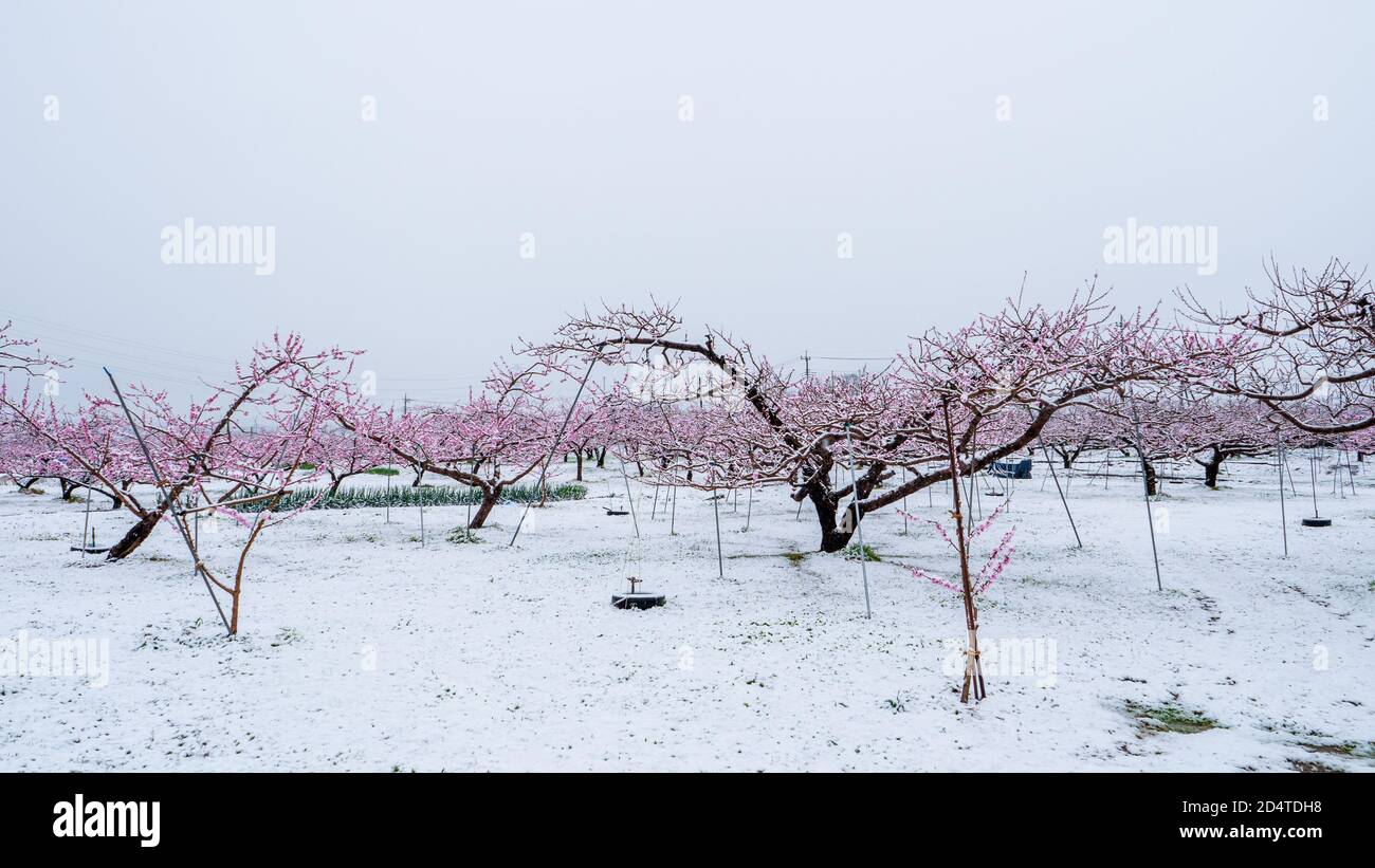 Peach flowers in bloom in the Japanese spring after a sudden and rare ...