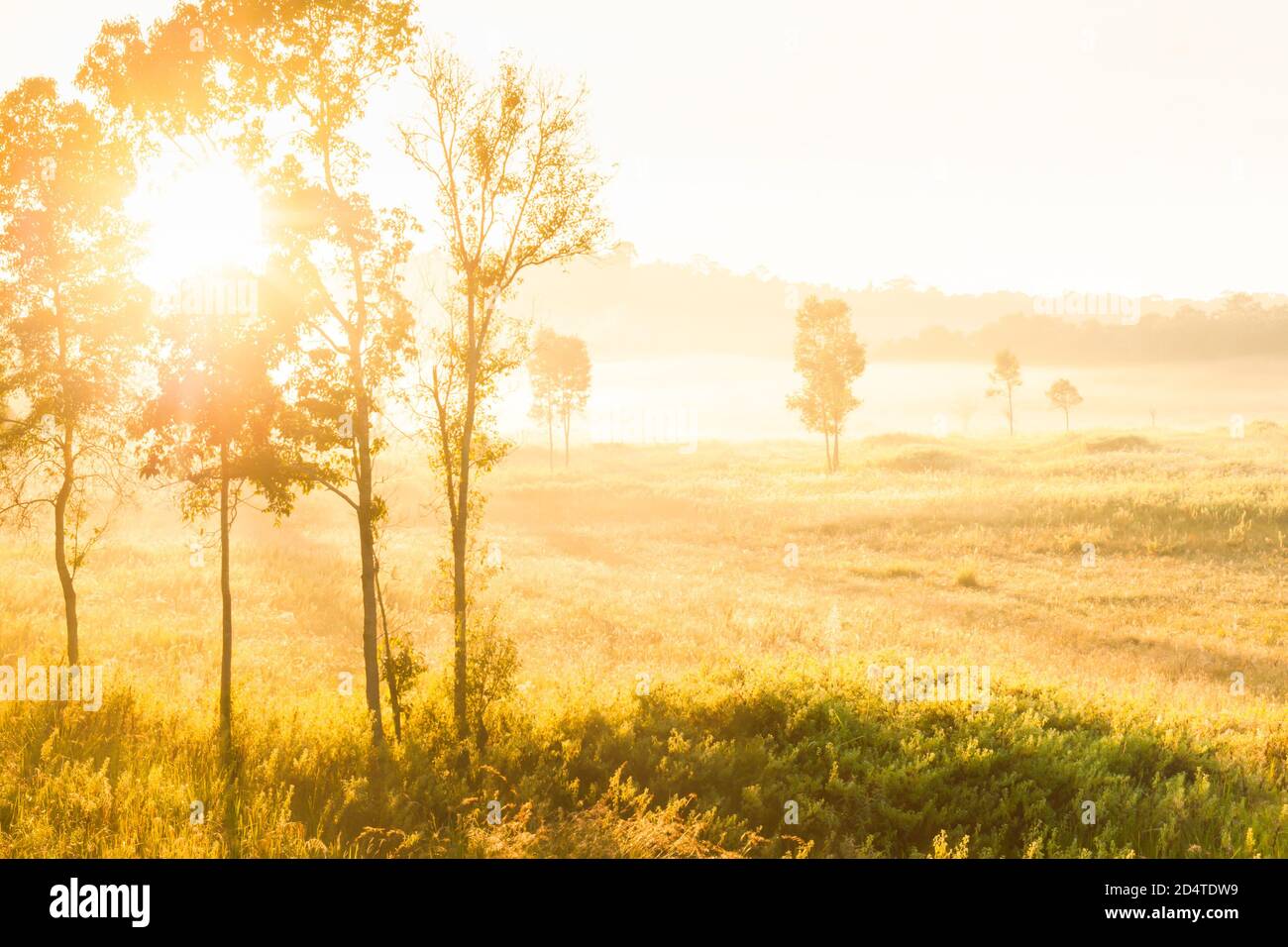 Glowing sunrise shines through tropical trees onto morning mist and ...