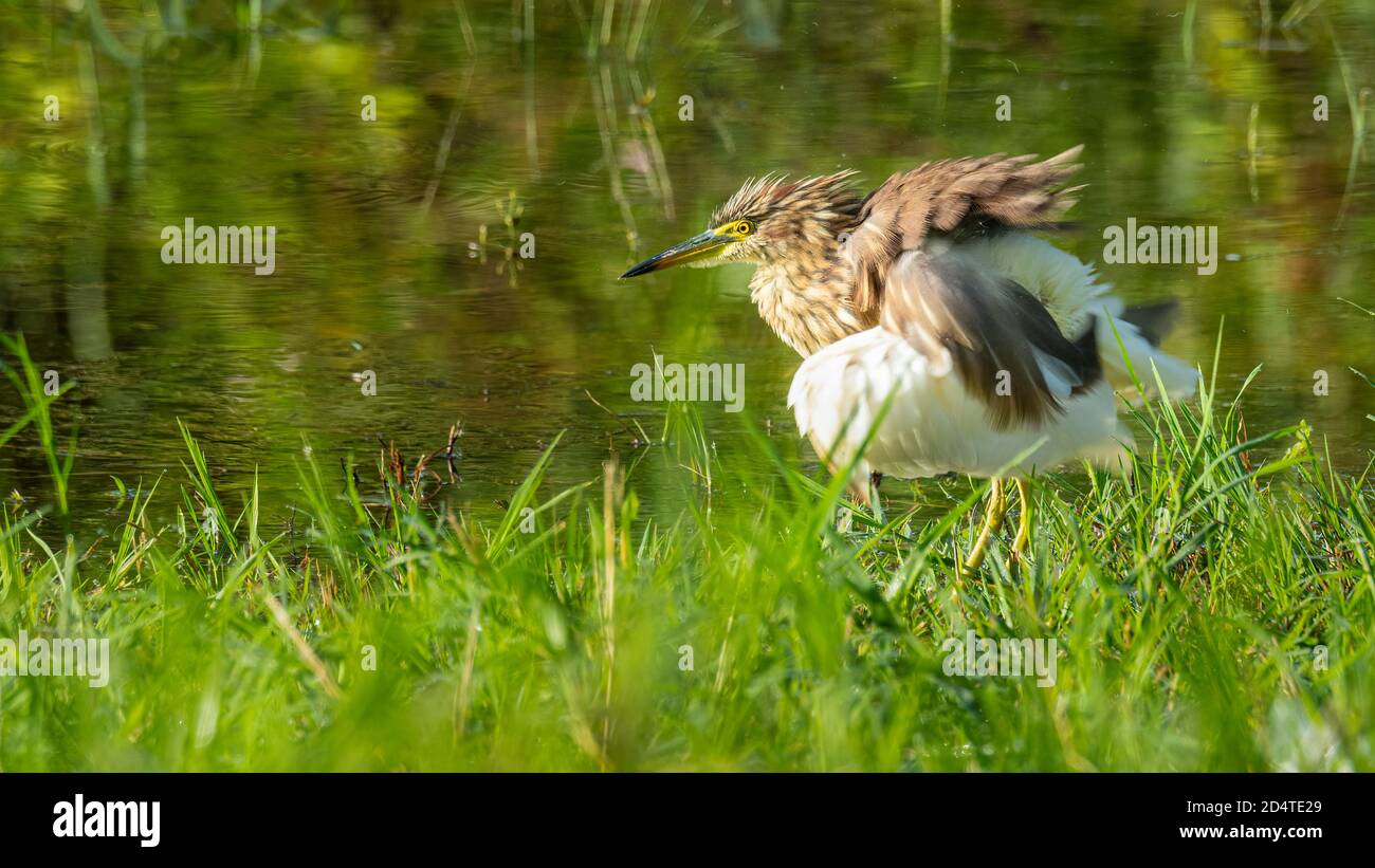 Chinese pond heron shaking off dust and insect from its plumage Stock ...