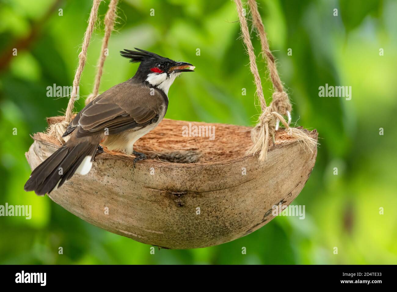 Red-whiskered Bulbul eating banana meat from coconut shell fruit basket ...