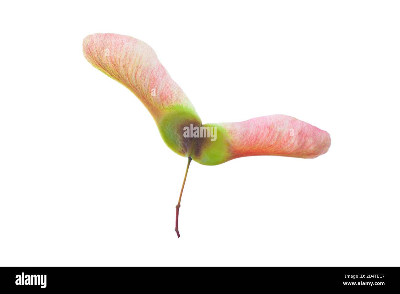 Maple Fruits and Seeds isolated on white background Stock Photo - Alamy