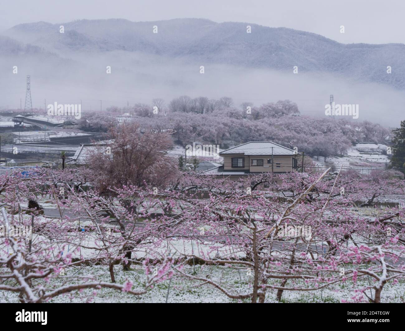 Peach flowers in bloom in the Japanese spring after a sudden and rare ...