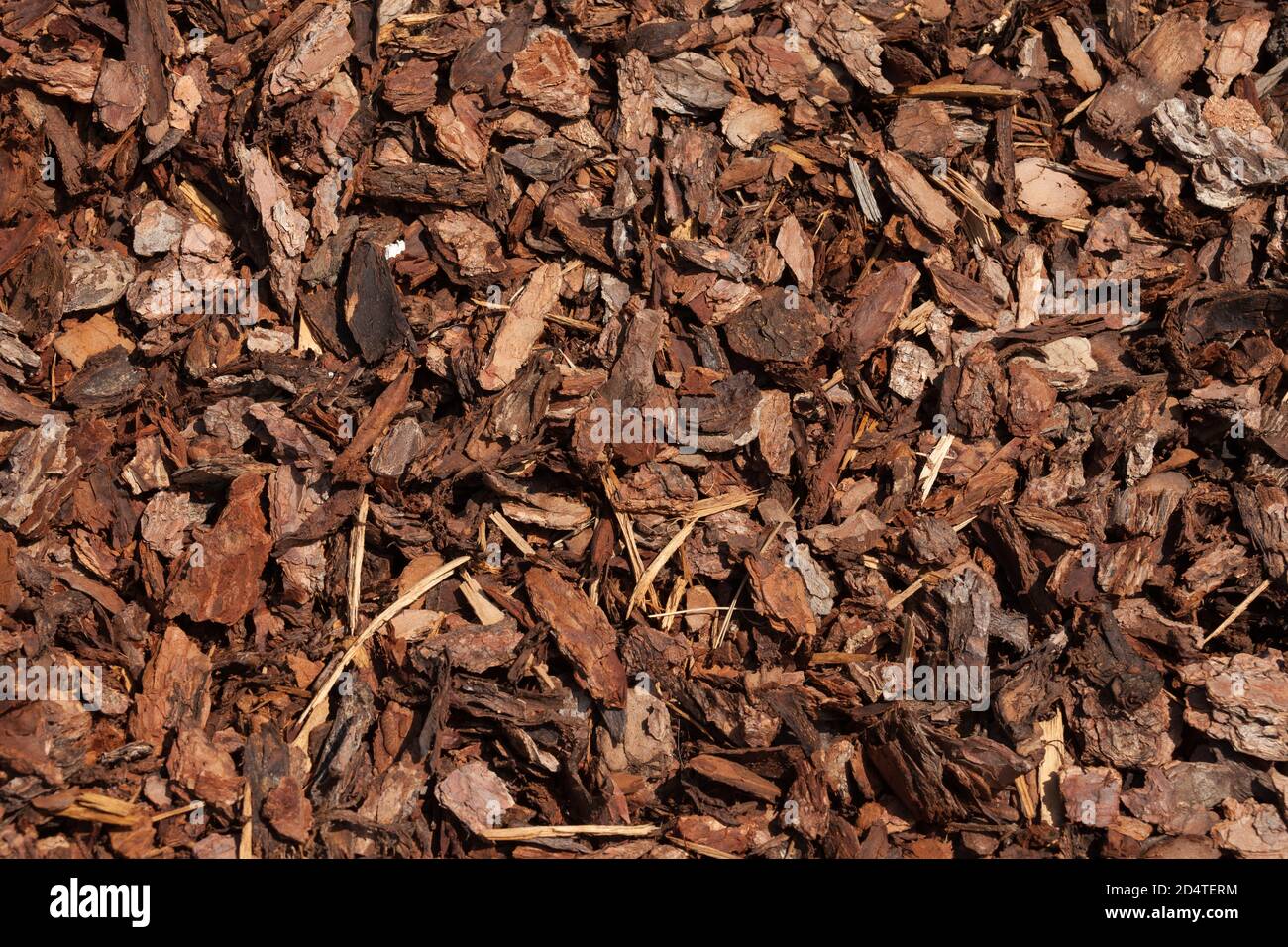 cut pine bark inside an Italian forest Stock Photo - Alamy