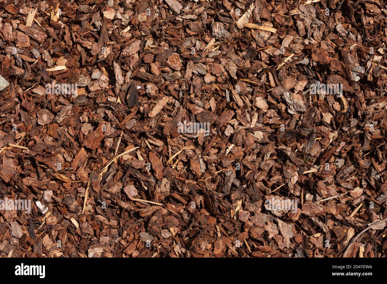 cut pine bark inside an Italian forest Stock Photo - Alamy