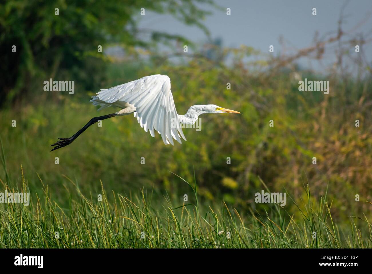 Intermediate Egret bird in Flight at Sanctuary Stock Photo - Alamy