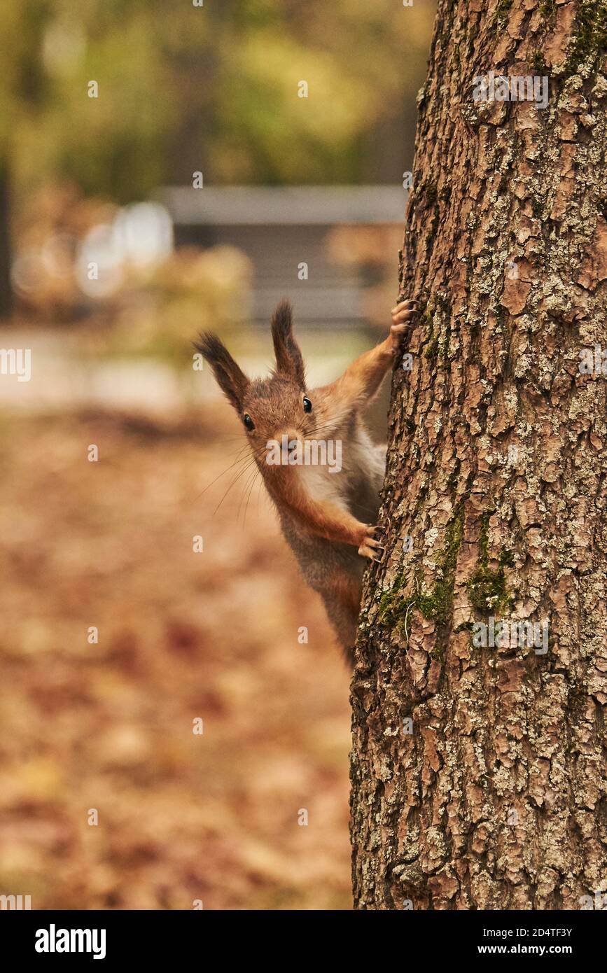 A squirrel peeking out from behind a tree Stock Photo - Alamy