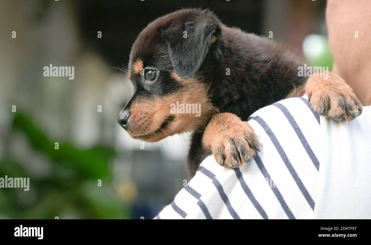 Cute puppy dog cling on the shoulder of adult man. Side view Stock ...