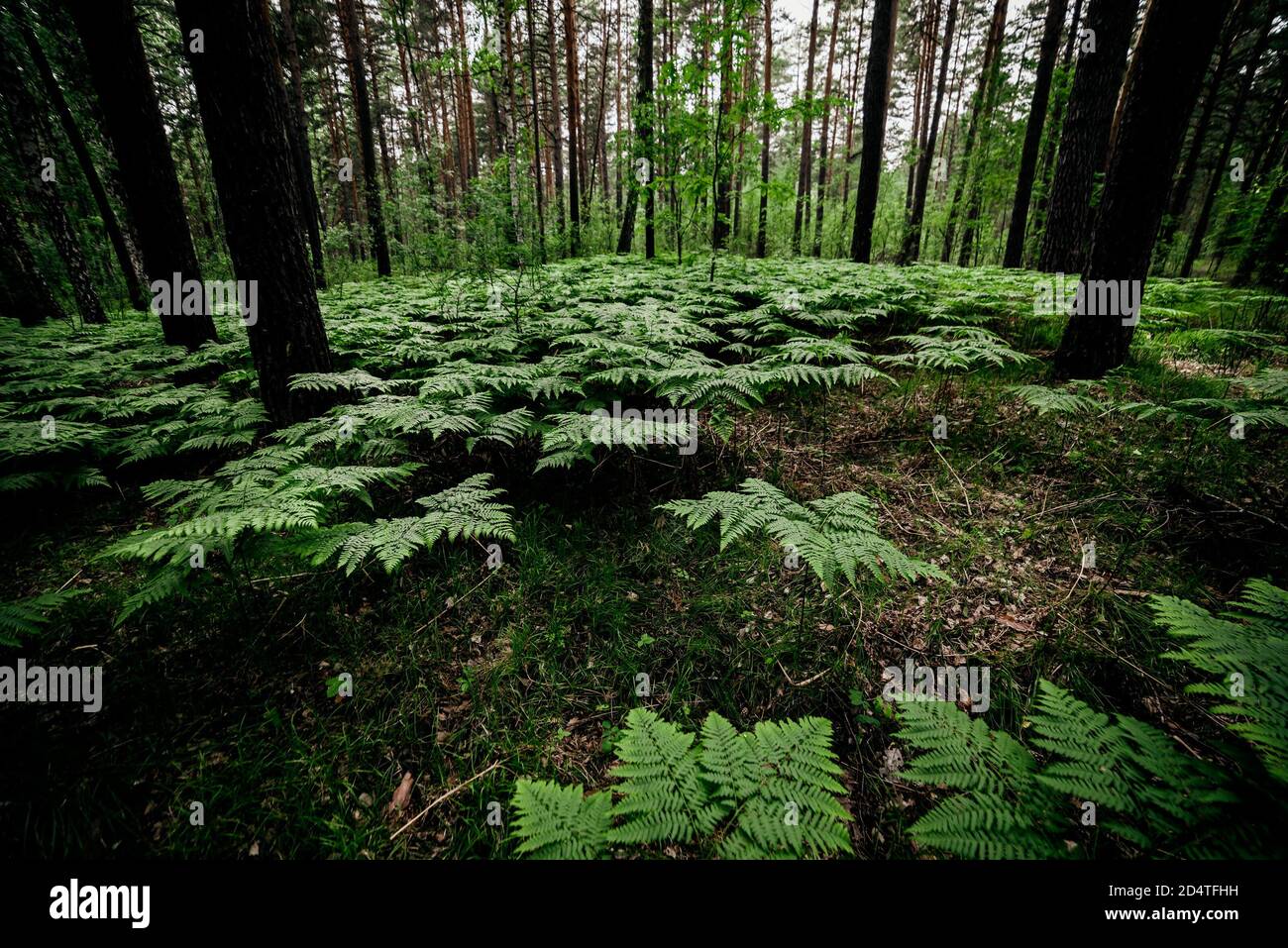 Pines and fern hi-res stock photography and images - Alamy
