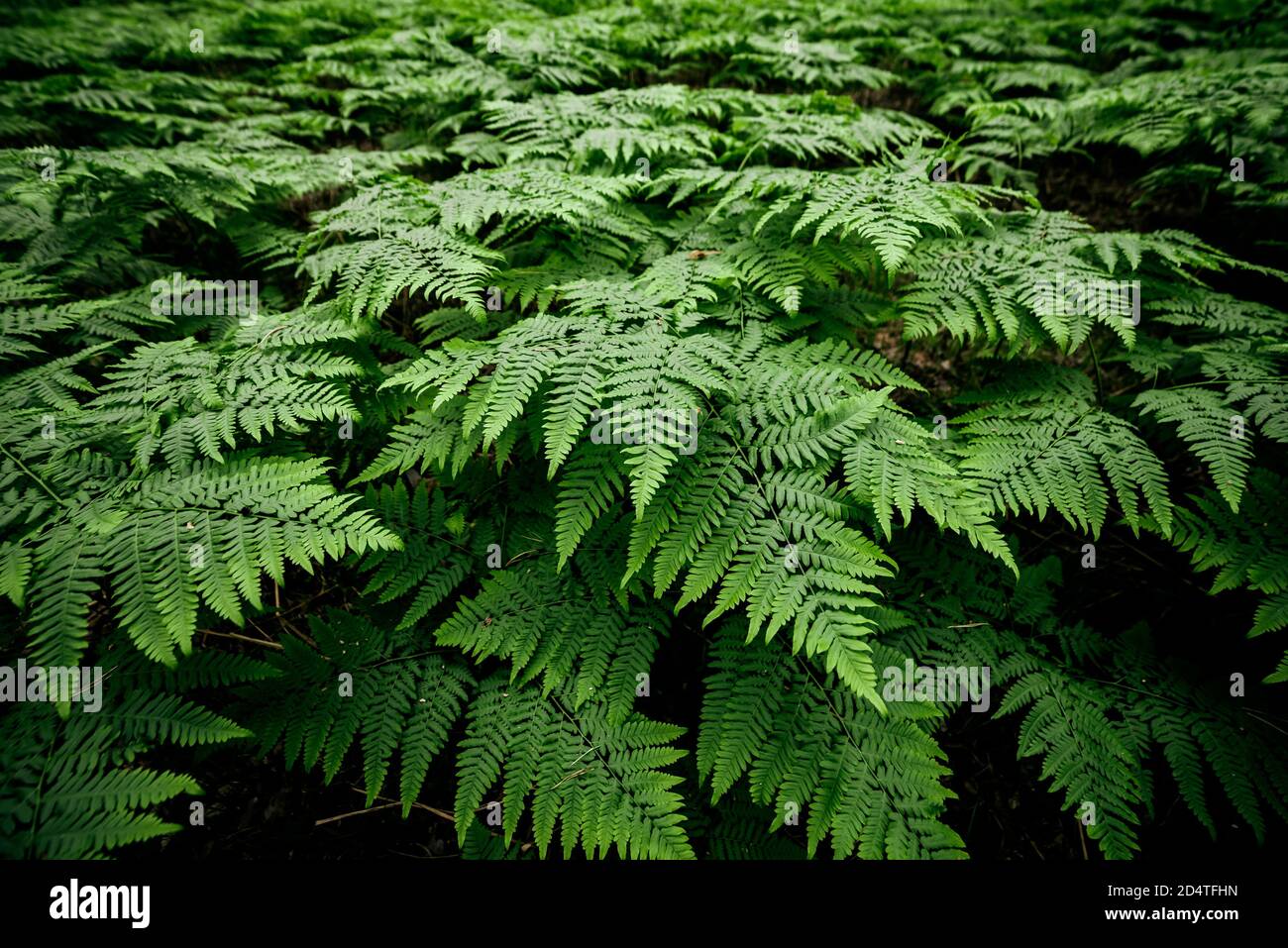 Backdrop of bright ferns hi-res stock photography and images - Alamy