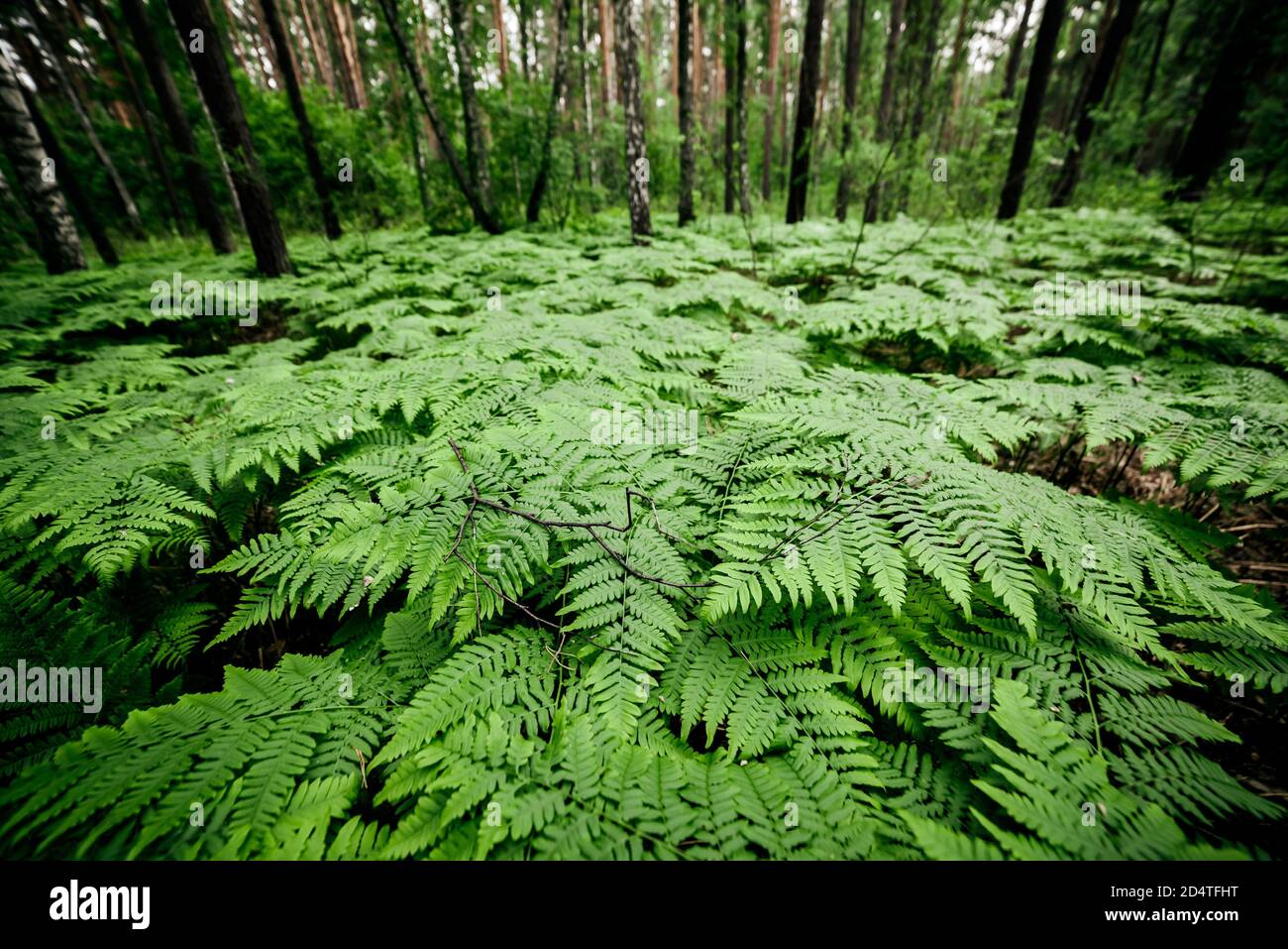 Dense fern thickets close-up. Beautiful nature background with many ...