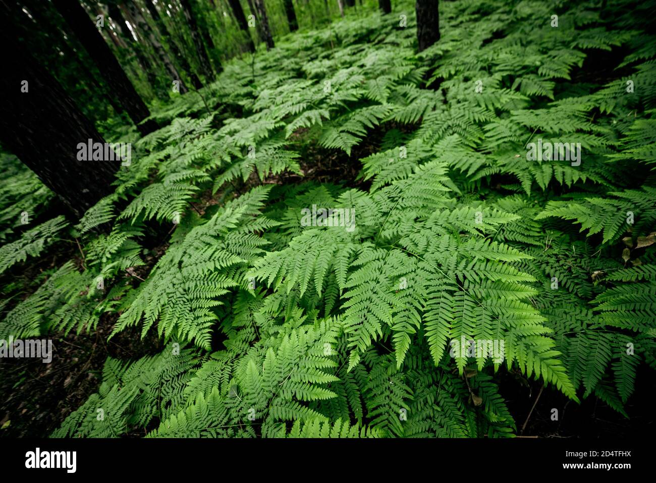 Dense fern thickets close-up. Beautiful nature background with many ...
