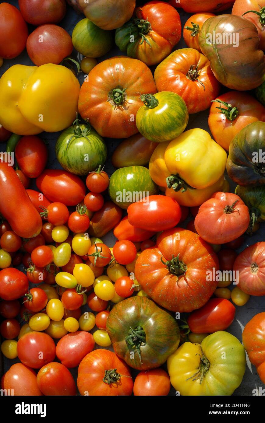 GERMANY, cultivation old and different tomato varieties, tomato ...