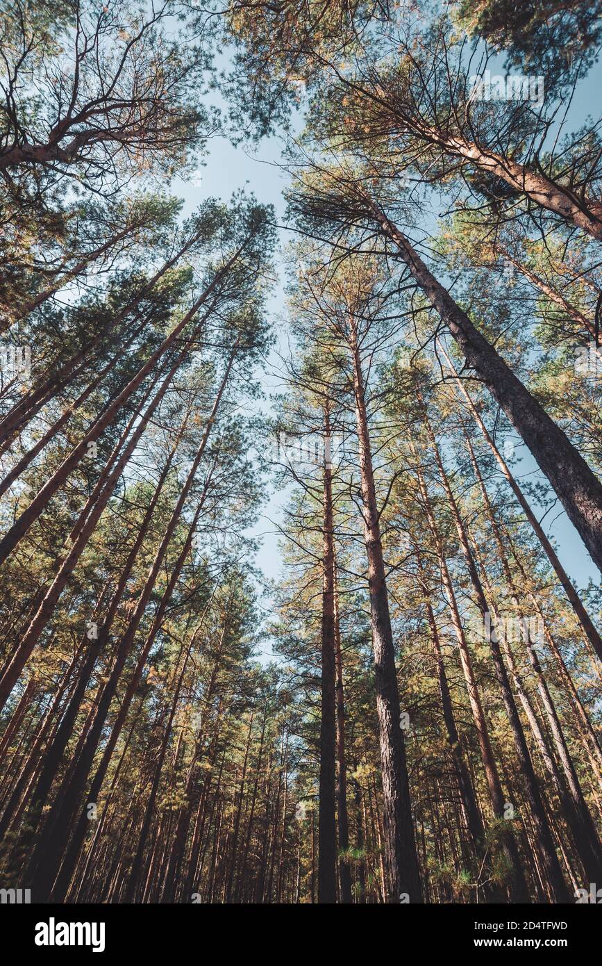 Tall straight pine tree crown hi-res stock photography and images - Alamy