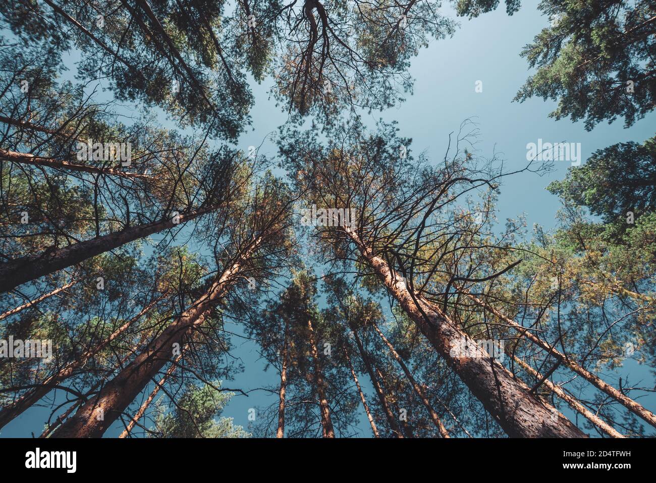 Tall straight pine tree crown hi-res stock photography and images - Alamy