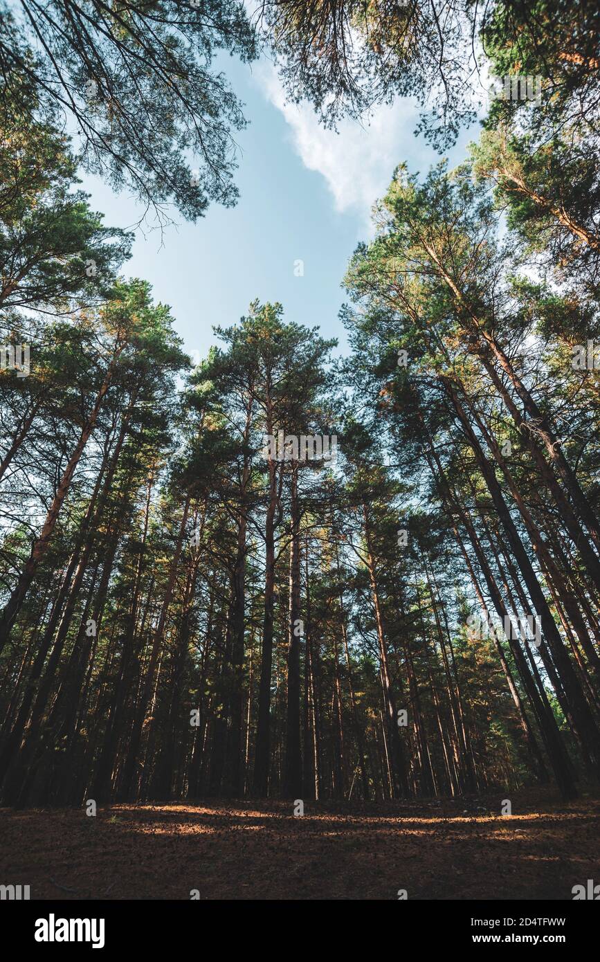 Tall straight pine tree crown hi-res stock photography and images - Alamy
