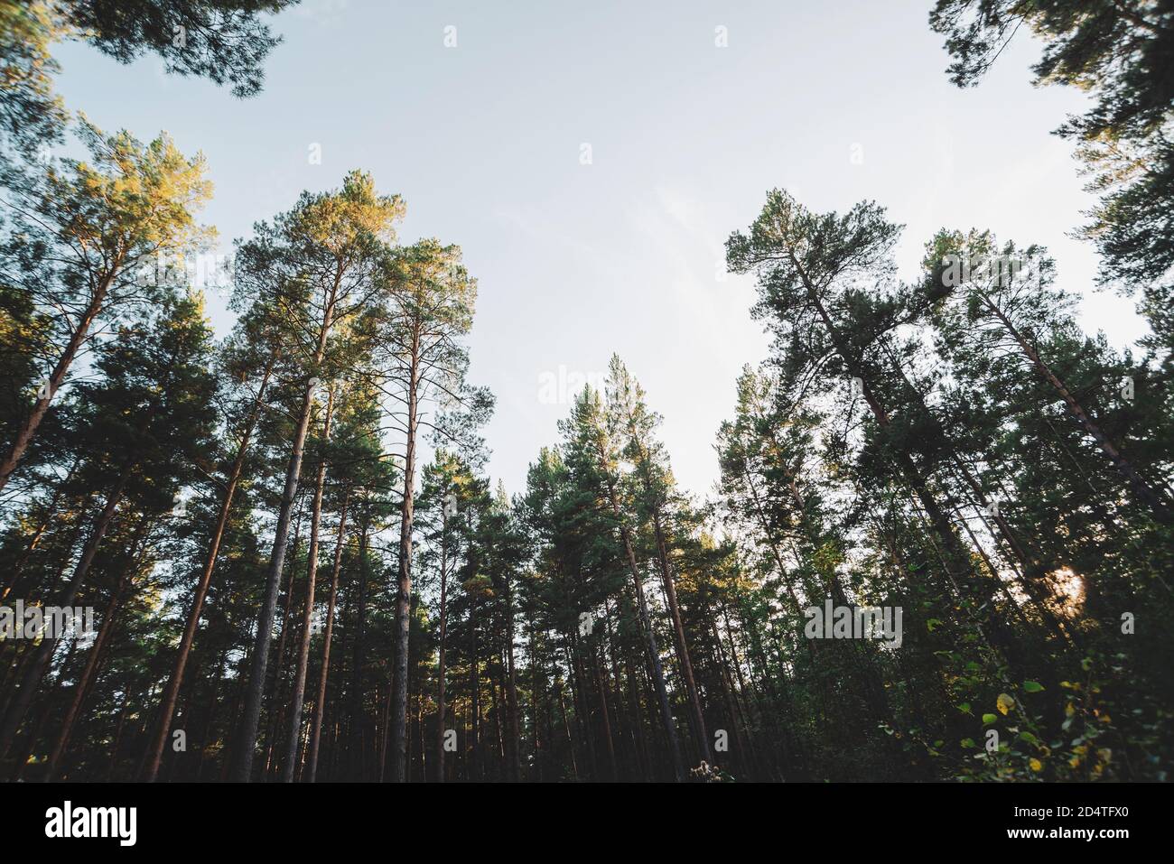 Tall straight pine tree crown hi-res stock photography and images - Alamy