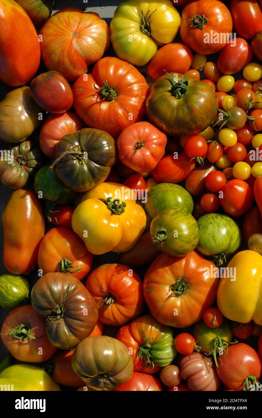 GERMANY, cultivation old and different tomato varieties, tomato ...