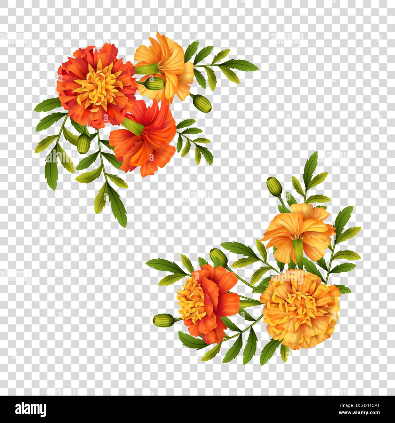 Marigold illustration botanical Stock Vector Images - Alamy