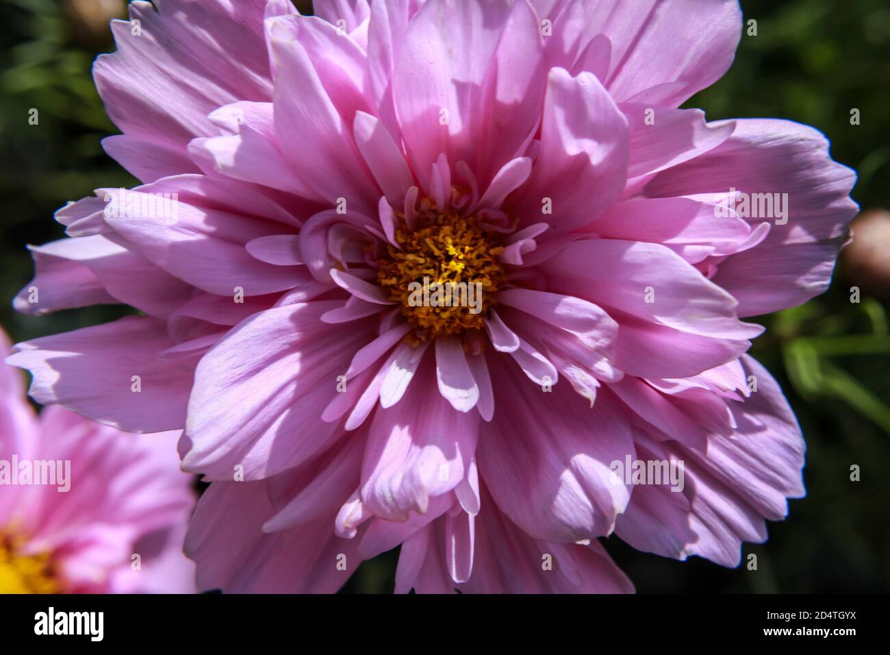 Closeup of a cute Dahlia under the sunlight Stock Photo - Alamy