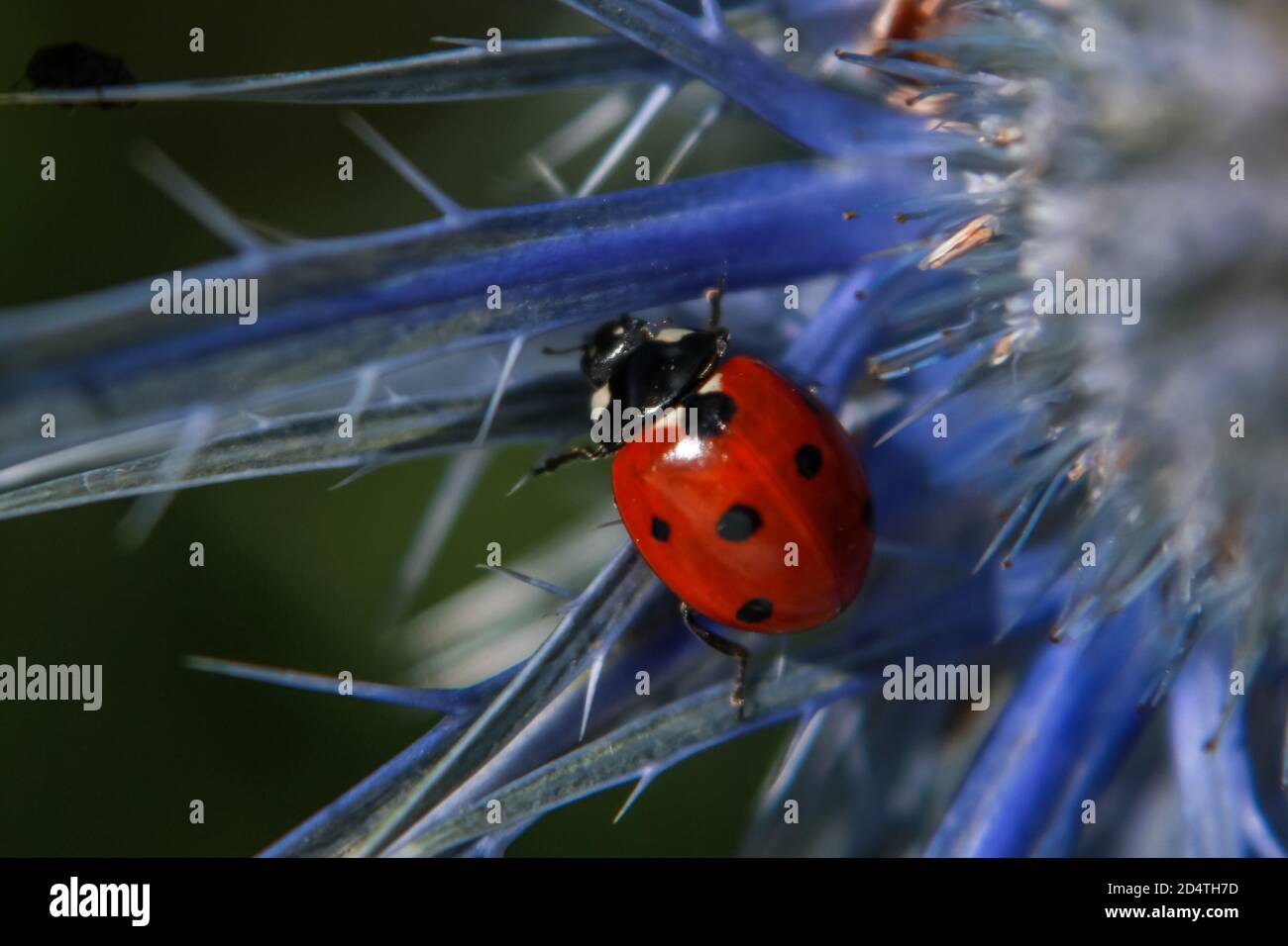 Closeup of a ladybug on a blue flower Stock Photo - Alamy