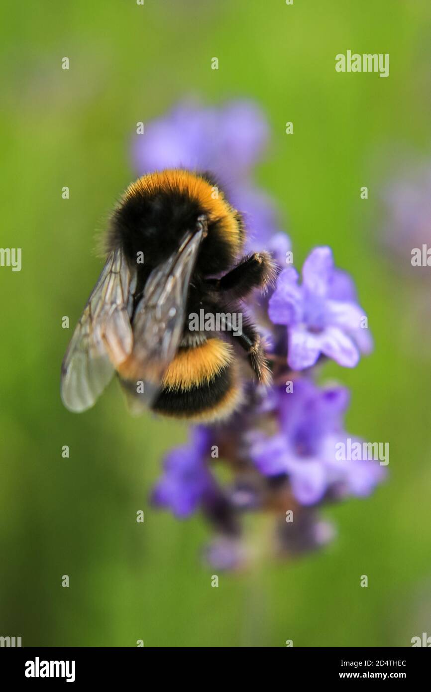 Closeup of a bee on the flower Stock Photo - Alamy
