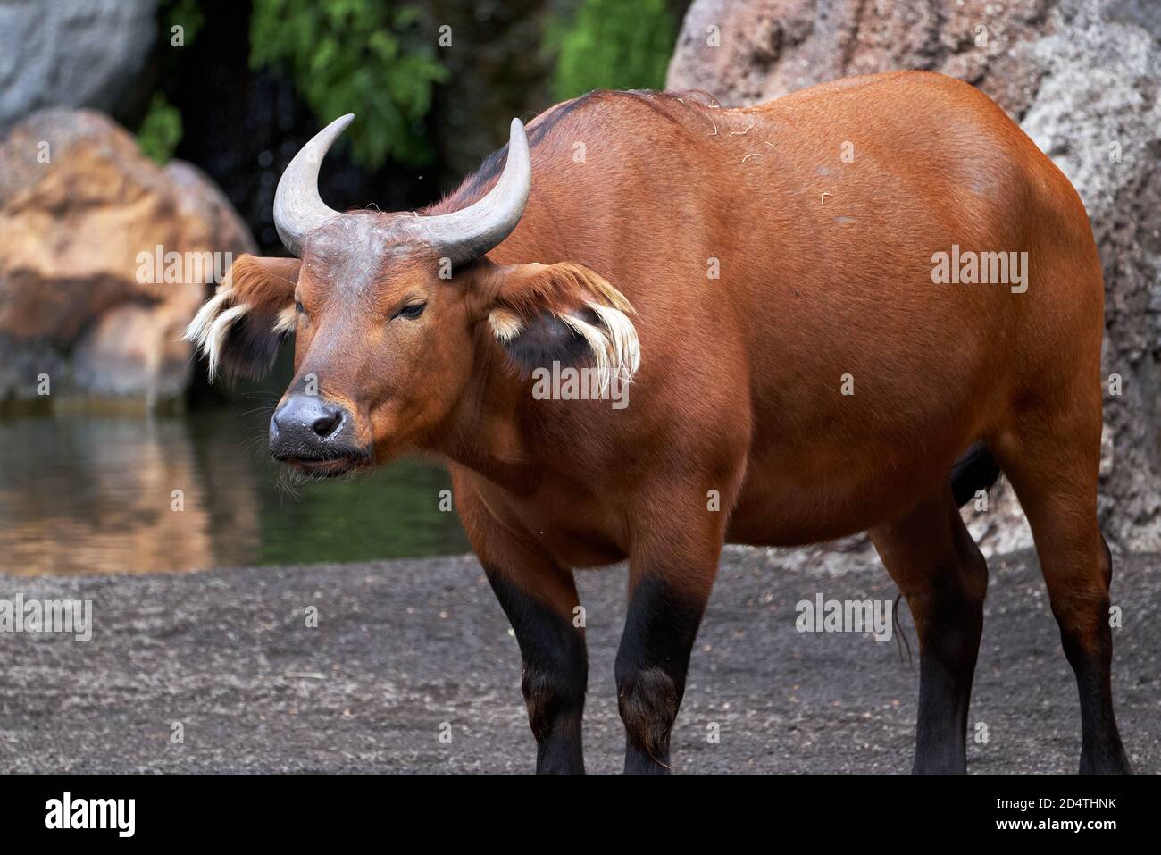 Closeup shot buffalo horn hi-res stock photography and images - Alamy