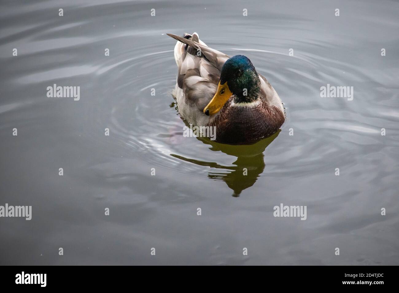 Sitting duck hi-res stock photography and images - Alamy